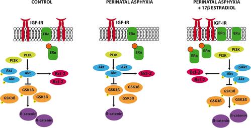Understanding FSH and Estradiol in Postmenopausal Range: Your ...