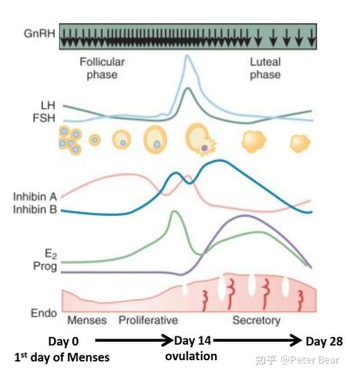 Perimenopause Hormone Levels Chart: Understanding Your Body's ...